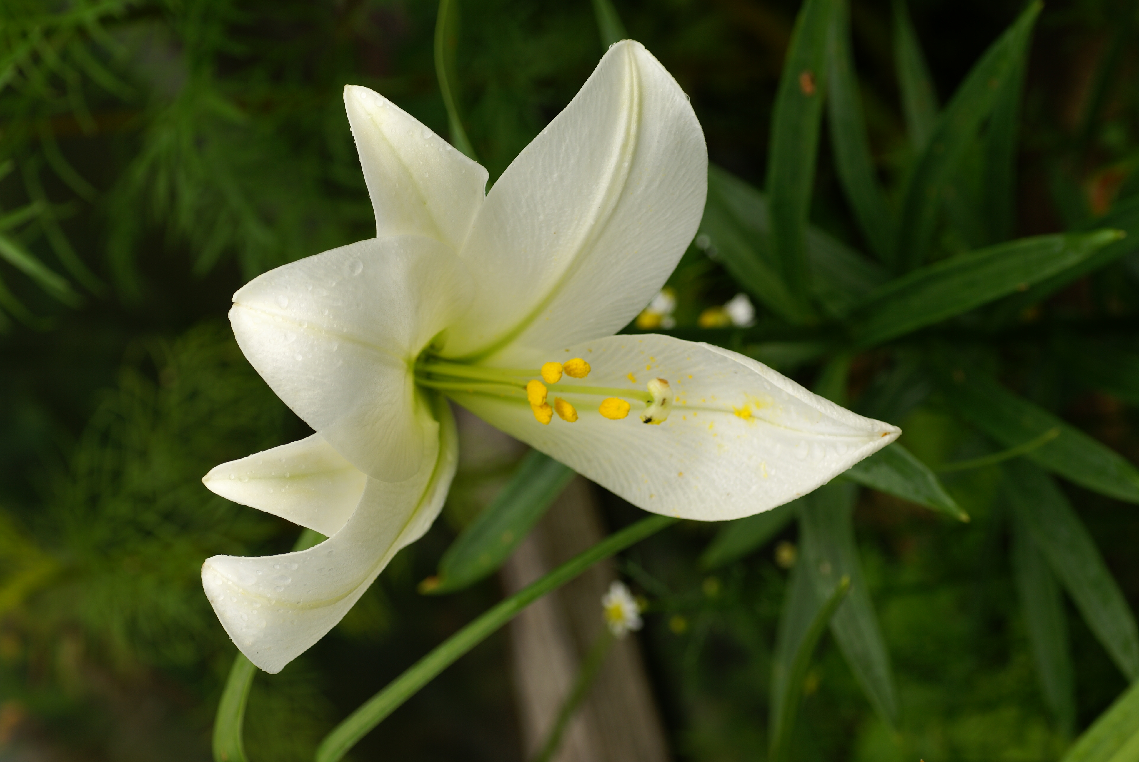 Pildid 11. sept. 2008